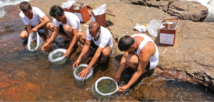 Saving the Mahseer: Tiger of Freshwater Fish Conservation | Tata Power