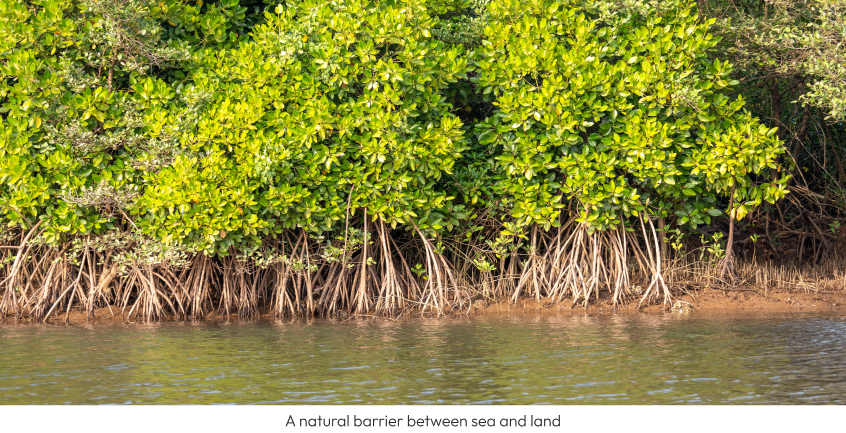 Mangrove conservation
