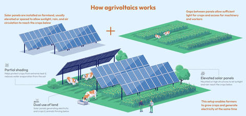 What is agrivoltaics: The future of farming and solar