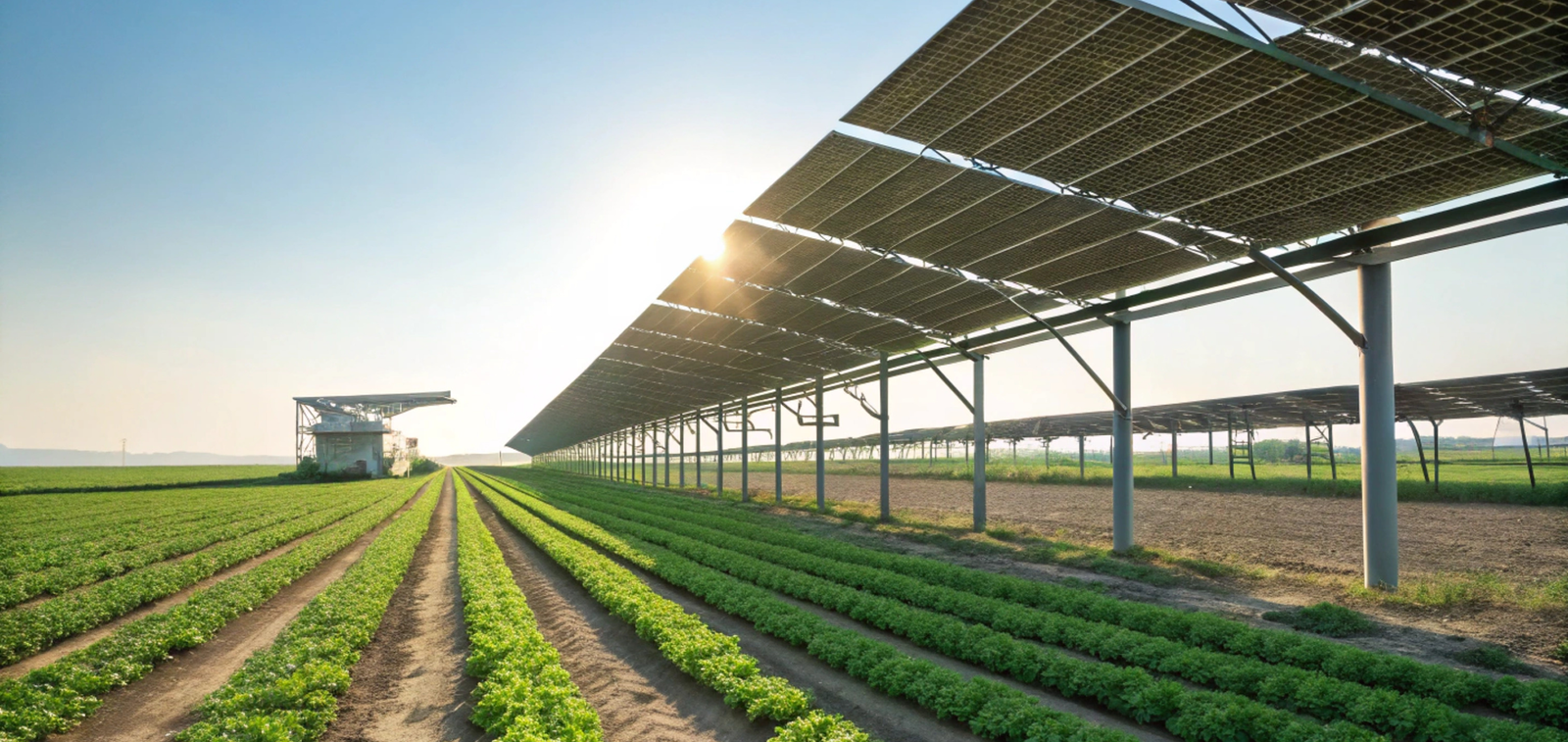 What is agrivoltaics: The future of farming and solar