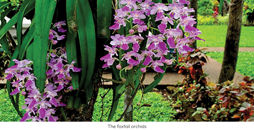 Orchid conservation