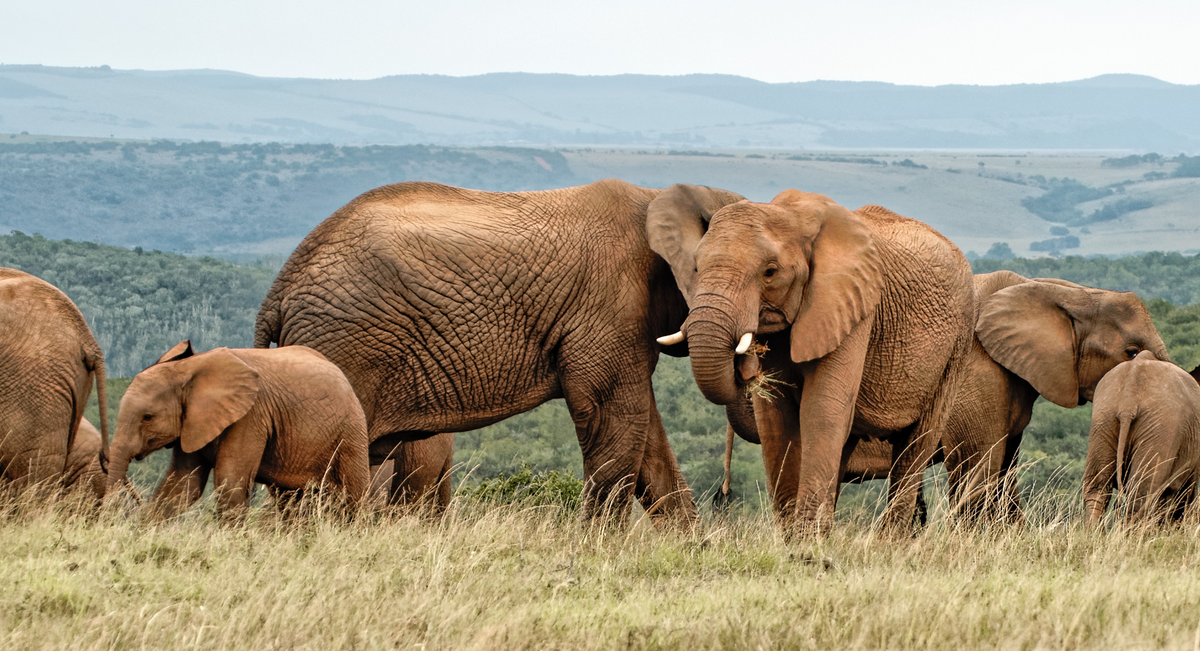 Why World Elephant Day is about more than just elephants
