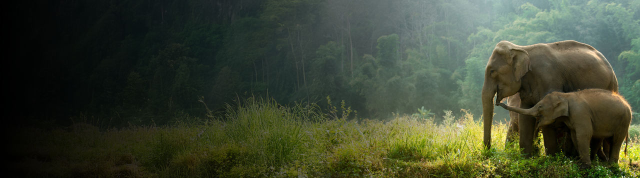 Gaja Sanrakshana: Tata Power’s role protecting Odisha's native elephant ...