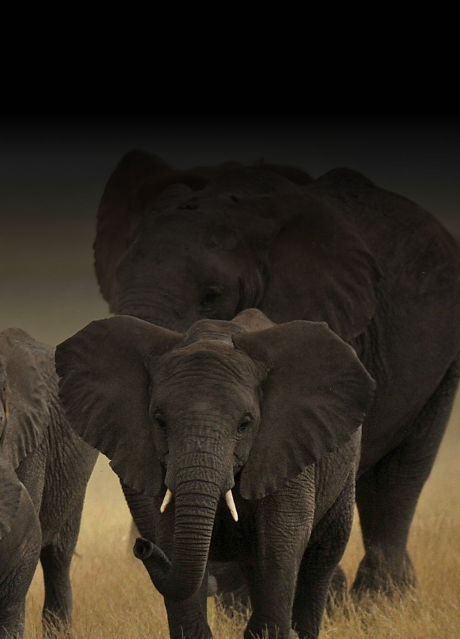 Why World Elephant Day is about more than just elephants